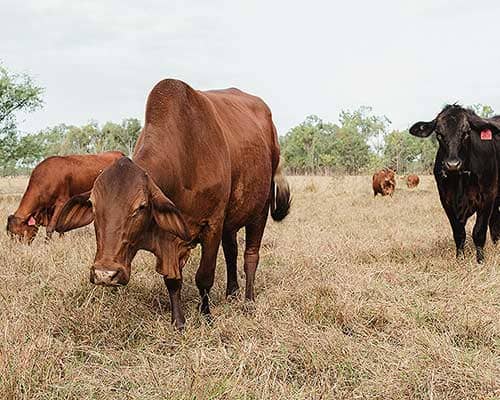 Pasture-Fed Beef is more Nutritious than Grain-Fed Beef - Online Article